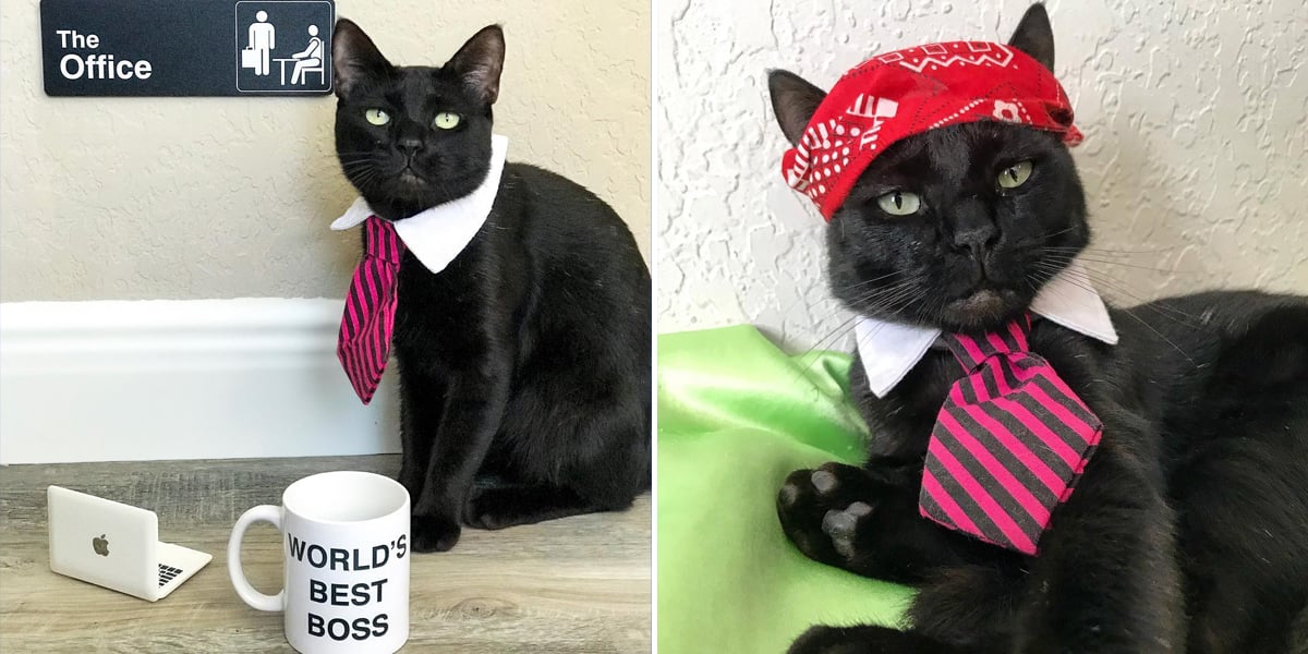 michael scott cat poster