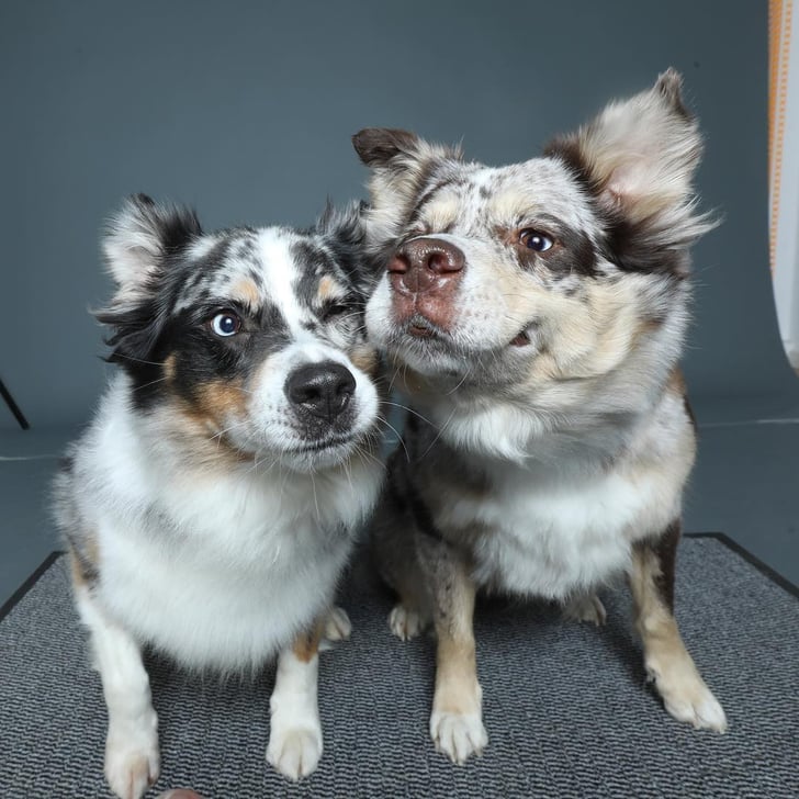 Dogs Catching Treats Photo Series | POPSUGAR UK Parenting Photo 27