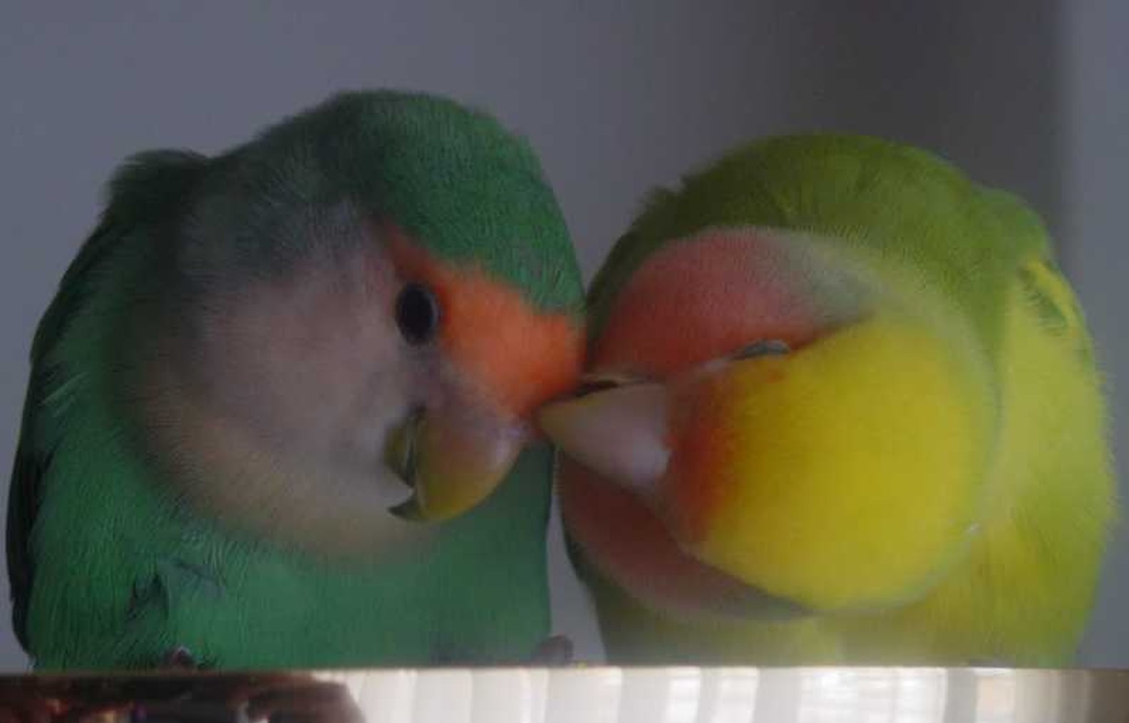 Pets Kissing | Pictures | POPSUGAR Pets