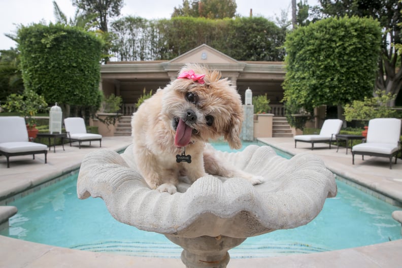 Marnie the Dog's Los Angeles Airbnb | PS Pets