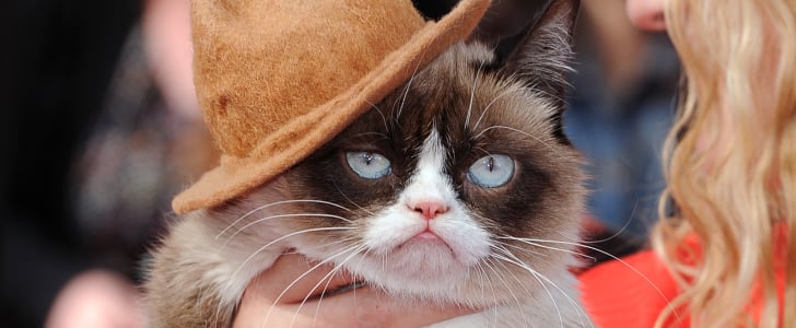 Grumpy Cat in Pharrell's Hat at the MTV Movie Awards 2014 | POPSUGAR ...