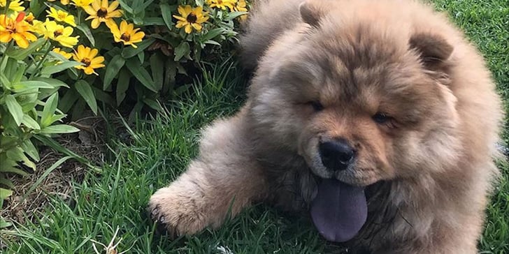 Cutest Pictures of Mishka the Chow Chow | POPSUGAR Pets