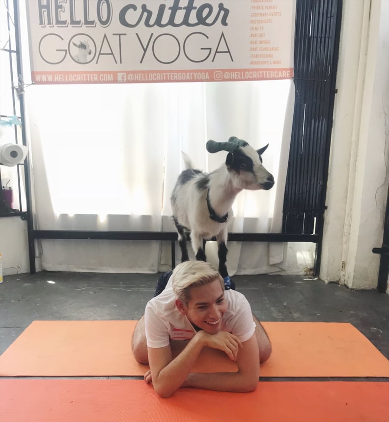 What Is Goat Yoga Like? | PS Fitness