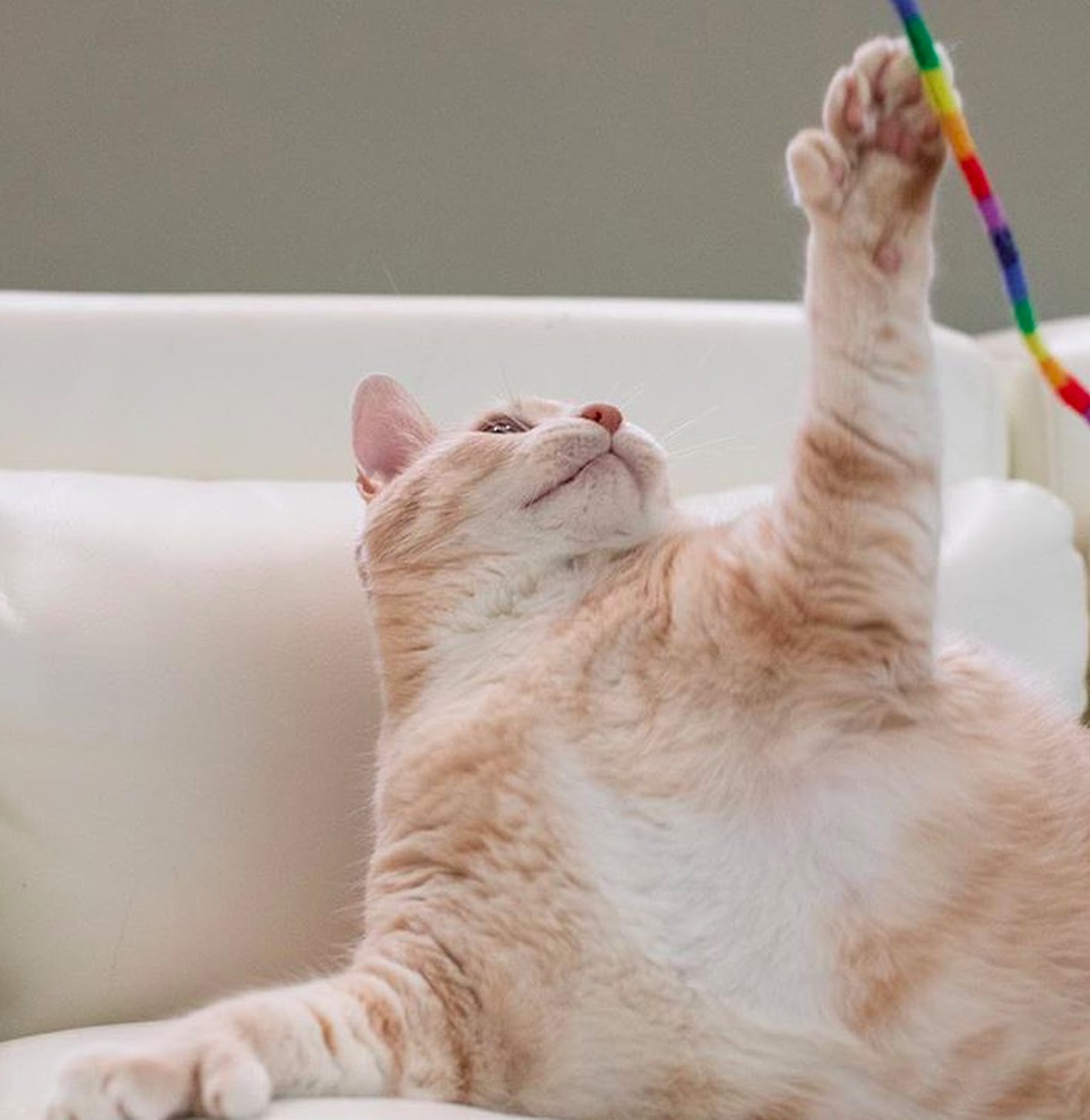 Photos of Bronson the 33-Pound Cat | PS Family