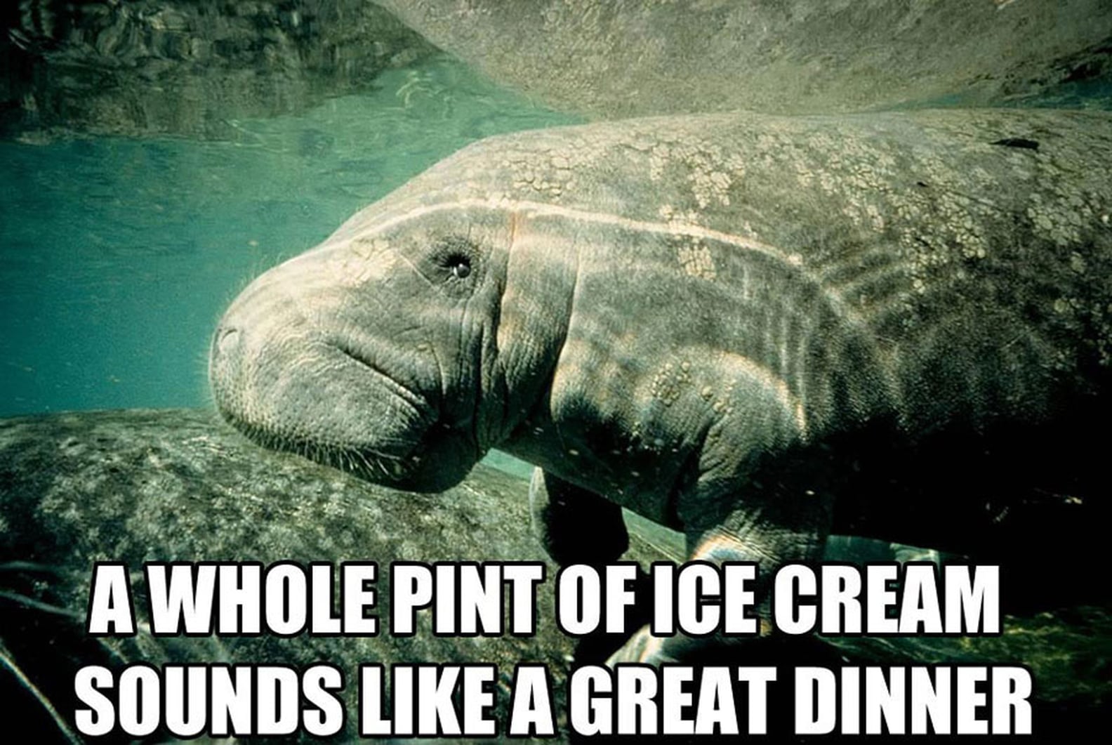 Calming Manatee Memes | POPSUGAR Tech
