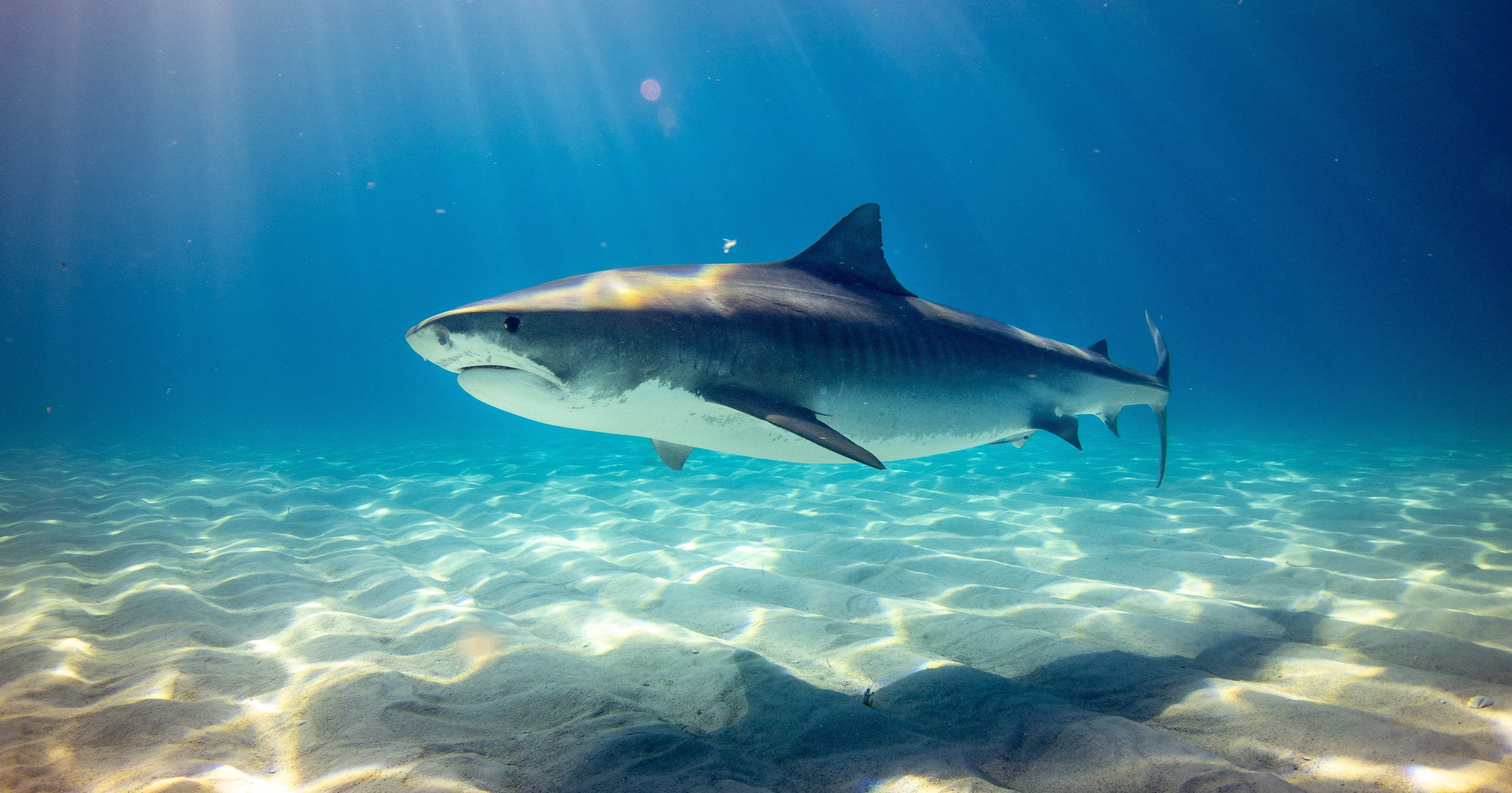 Discovery Shark Week 2019 Lineup | PS Smart Living
