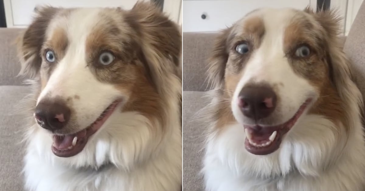Siri Narrates Aussie Dog's Day at the Beach | TikTok Video | PS Pets
