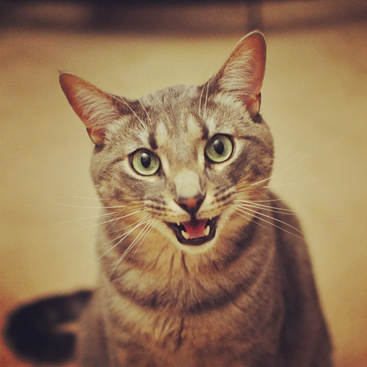 Adorable Smiling Pets | POPSUGAR Pets