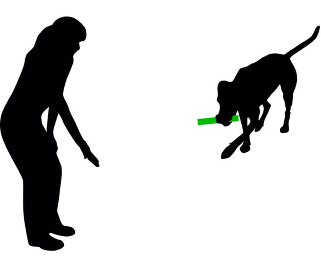 Essential Hand Signals For Dogs | PS Pets