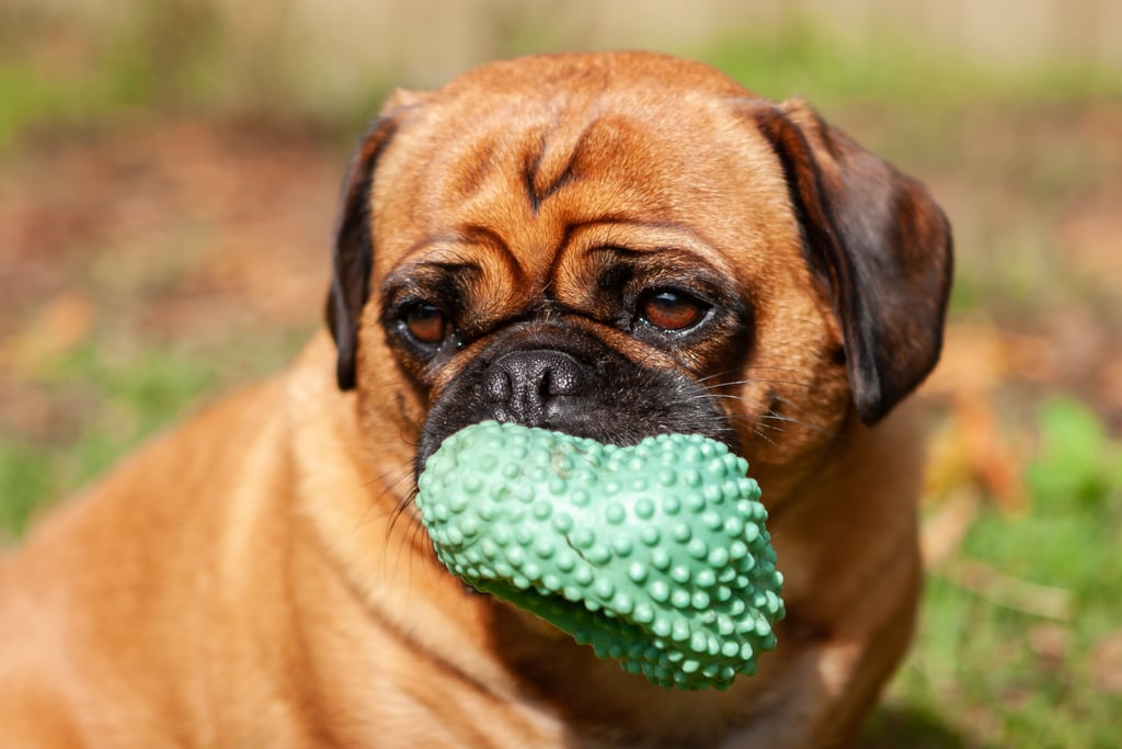 Cute Pictures of Pugs | POPSUGAR Pets