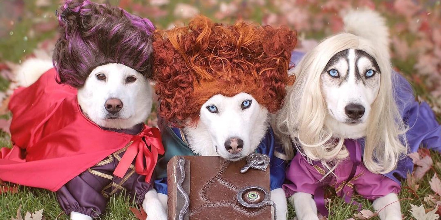 Dogs in Halloween Costumes | PS Family