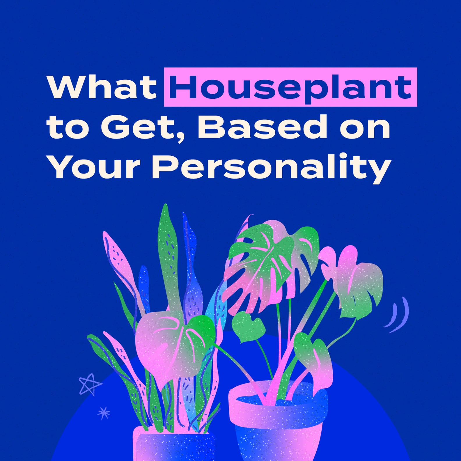 Which House Plant Is For You Based on Your Personality | PS Home