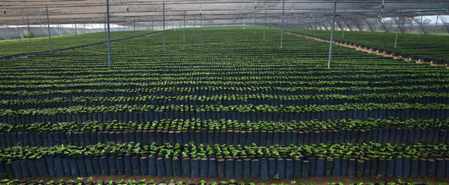 Starbucks Donating Coffee Trees For National Coffee Day | POPSUGAR Food
