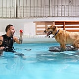 Pictures of Dogs Swimming | Finding Fido | POPSUGAR Pets