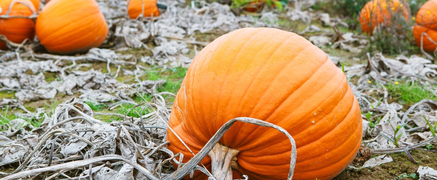 student loans pumpkin