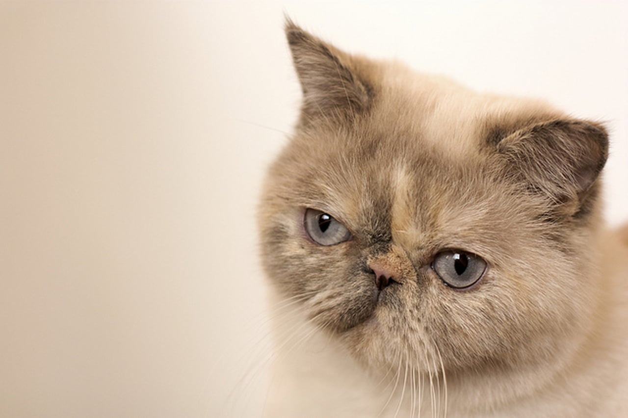 Pictures of Cats Making Judging Faces | PS Pets