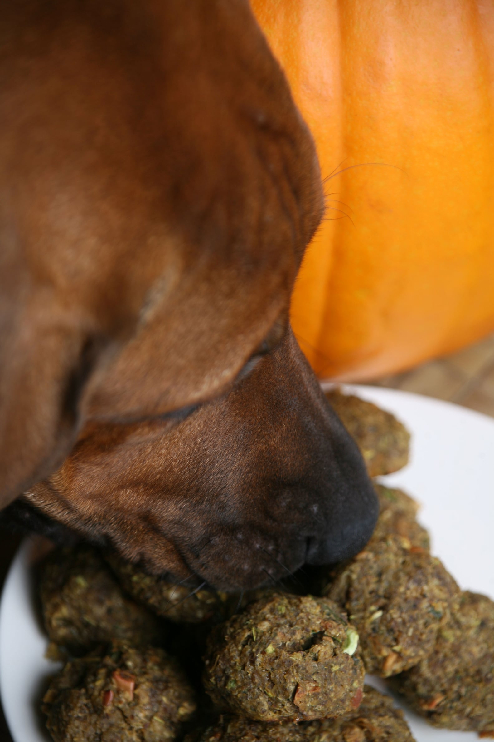 Dog-Friendly Meatball Recipe | PS Pets