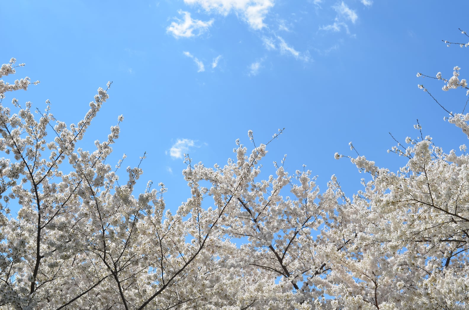 Why Spring Is the Best Season | PS Smart Living