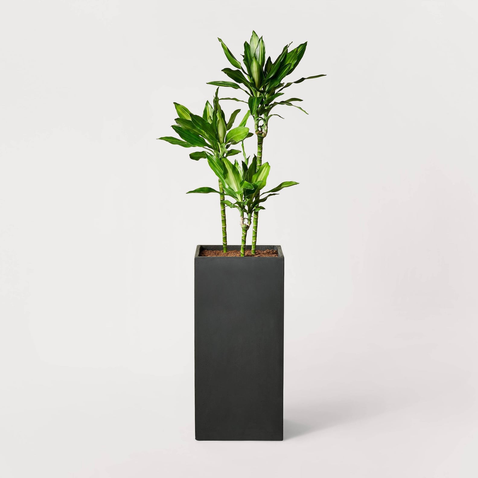 Hilton Carter For Target Home and Plant Collection | PS Home