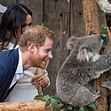 Prince Harry With Animals Pictures | POPSUGAR Celebrity
