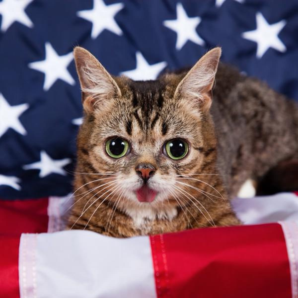 Most Famous Cats on Twitter | PS Pets