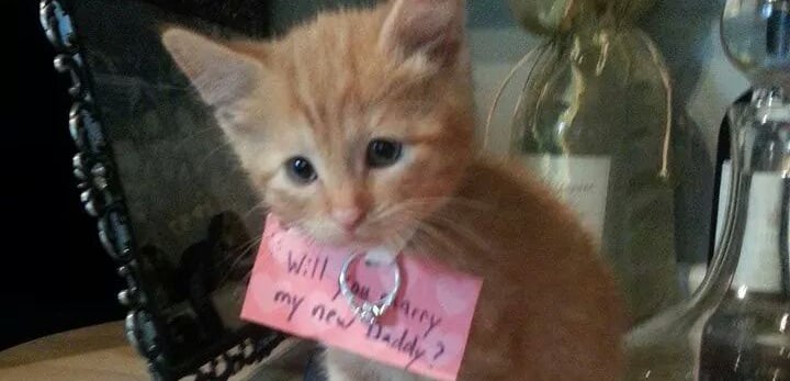 Kitten Proposal Pictures | PS Love