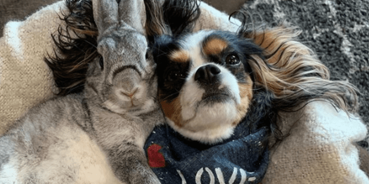 Photos and Videos of Dog and Bunny | POPSUGAR Pets