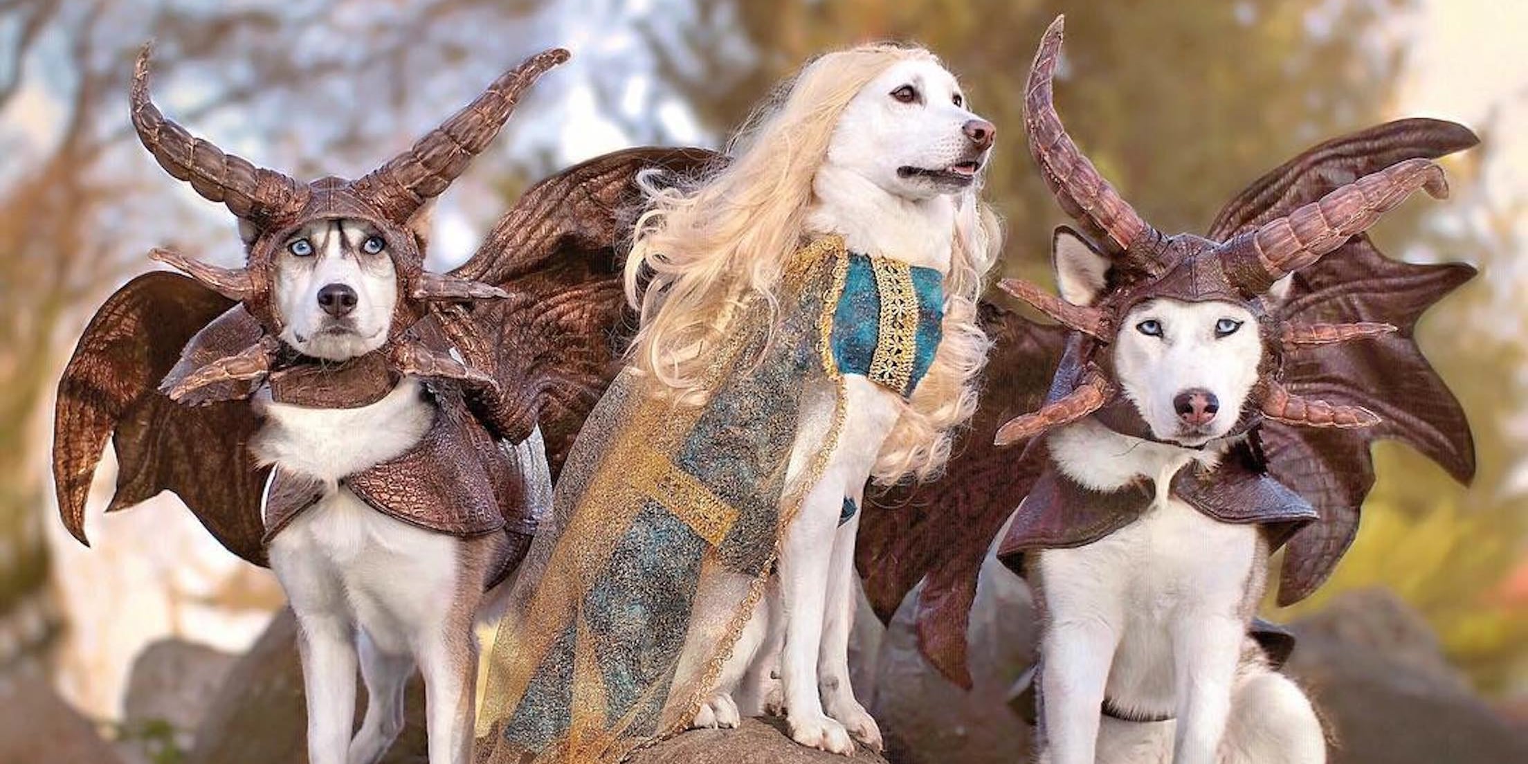 These Huskies Dress Up in Costumes For Every Occasion | PS Pets