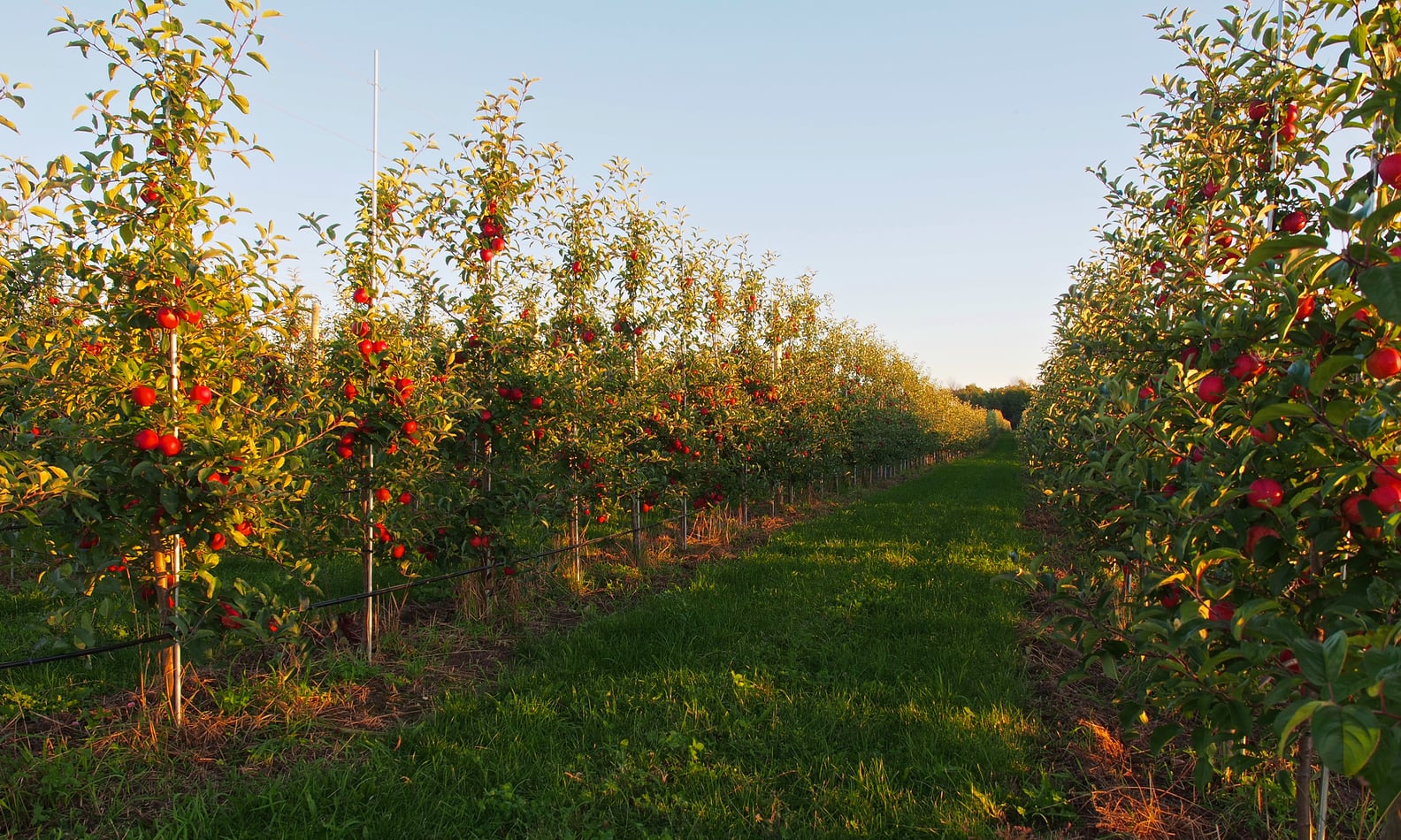Best Apple Orchards in Michigan | PS Smart Living