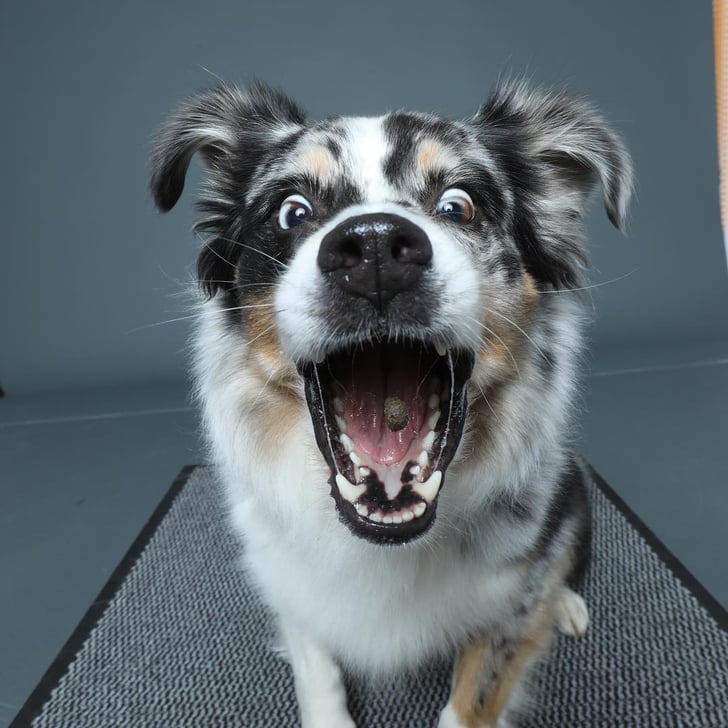 Dogs Catching Treats Photo Series | POPSUGAR UK Parenting Photo 69