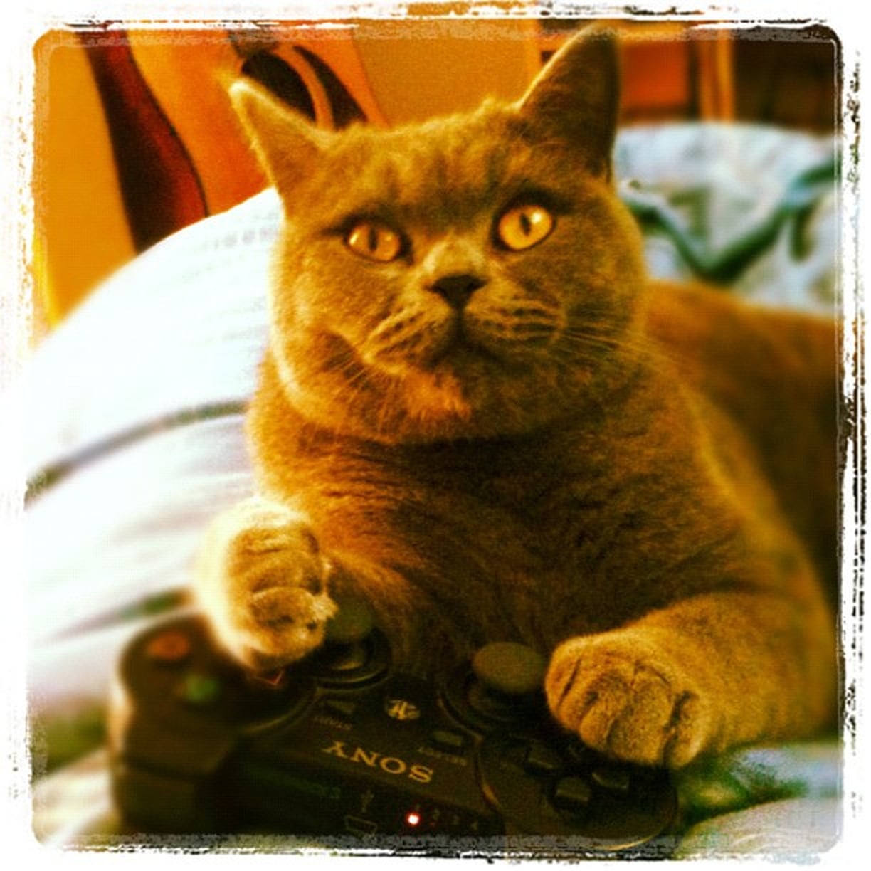 Cats Playing Video Games | PS Tech