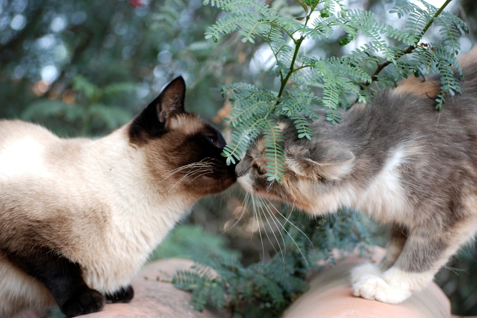 Pets Kissing | Pictures | POPSUGAR Pets