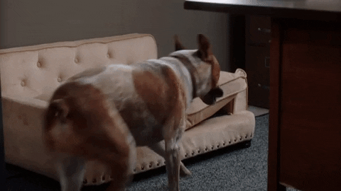Relatable Dog GIFs | POPSUGAR Pets