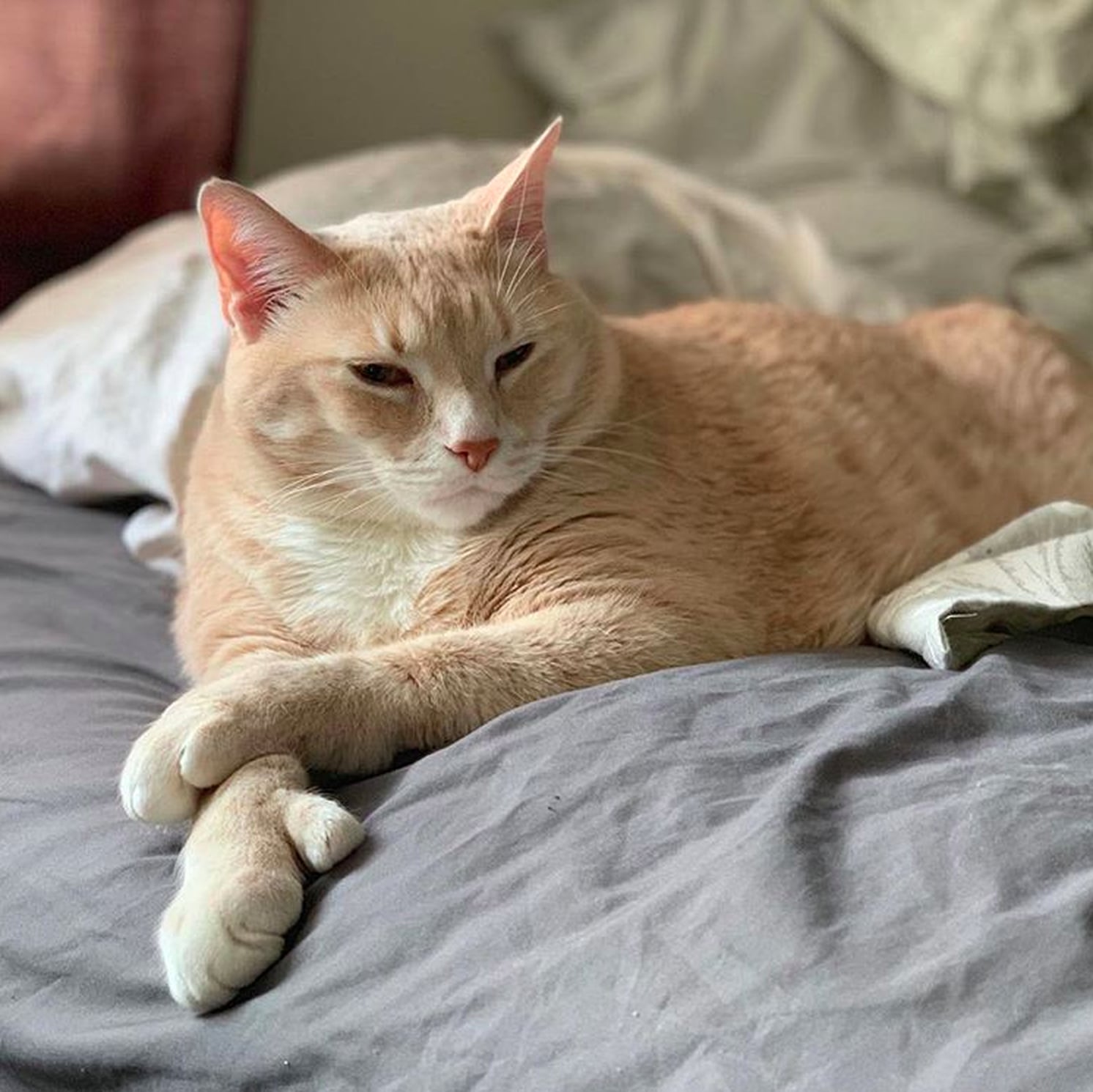 Photos of Bronson the 33-Pound Cat | PS Family