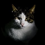 Funny Photos of Evil Cats | POPSUGAR Pets