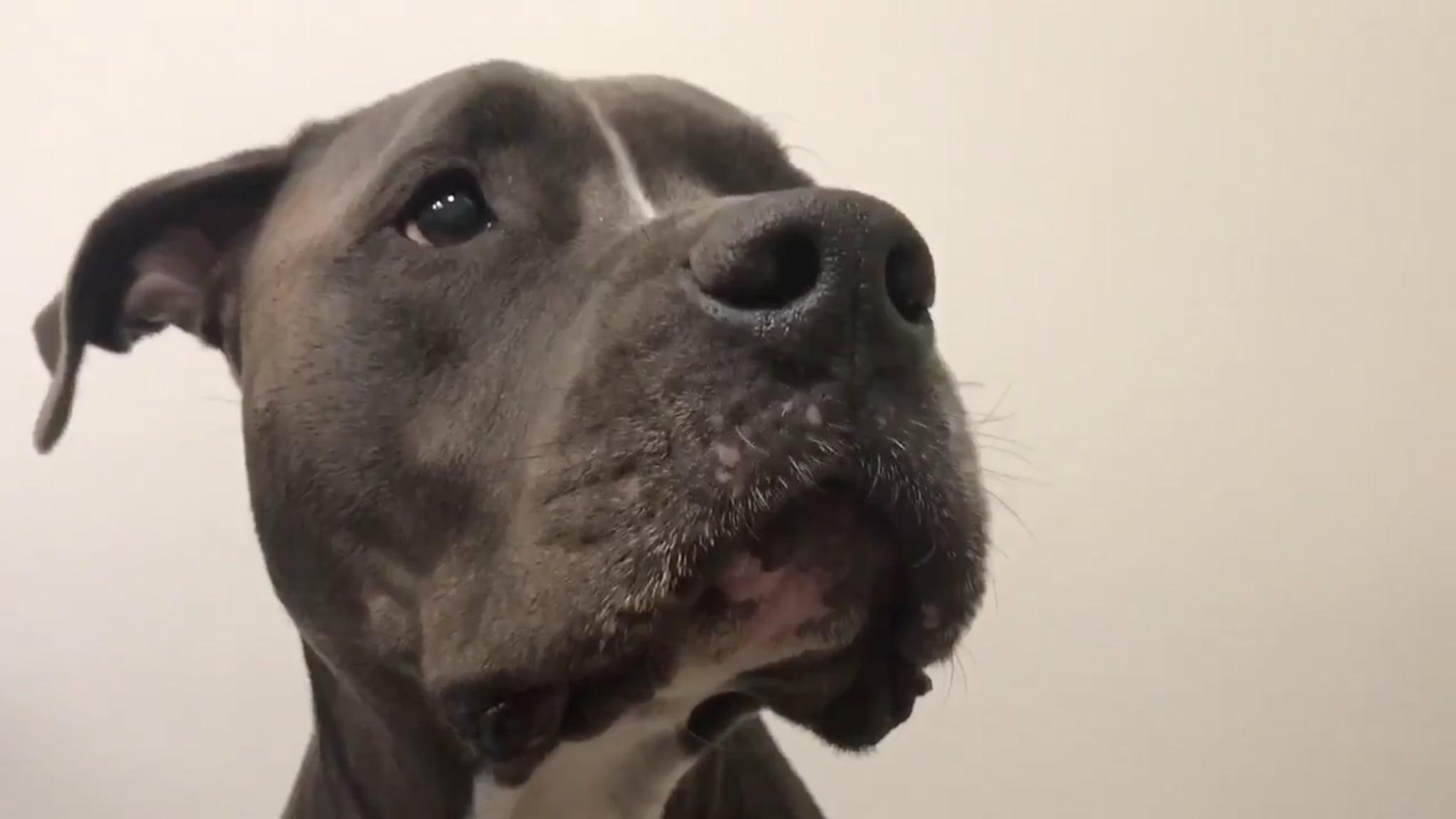 Dog Does Beauty Tutorials | POPSUGAR Beauty