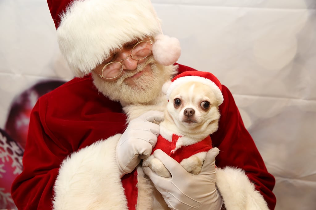 Pets Meeting Santa | POPSUGAR Pets