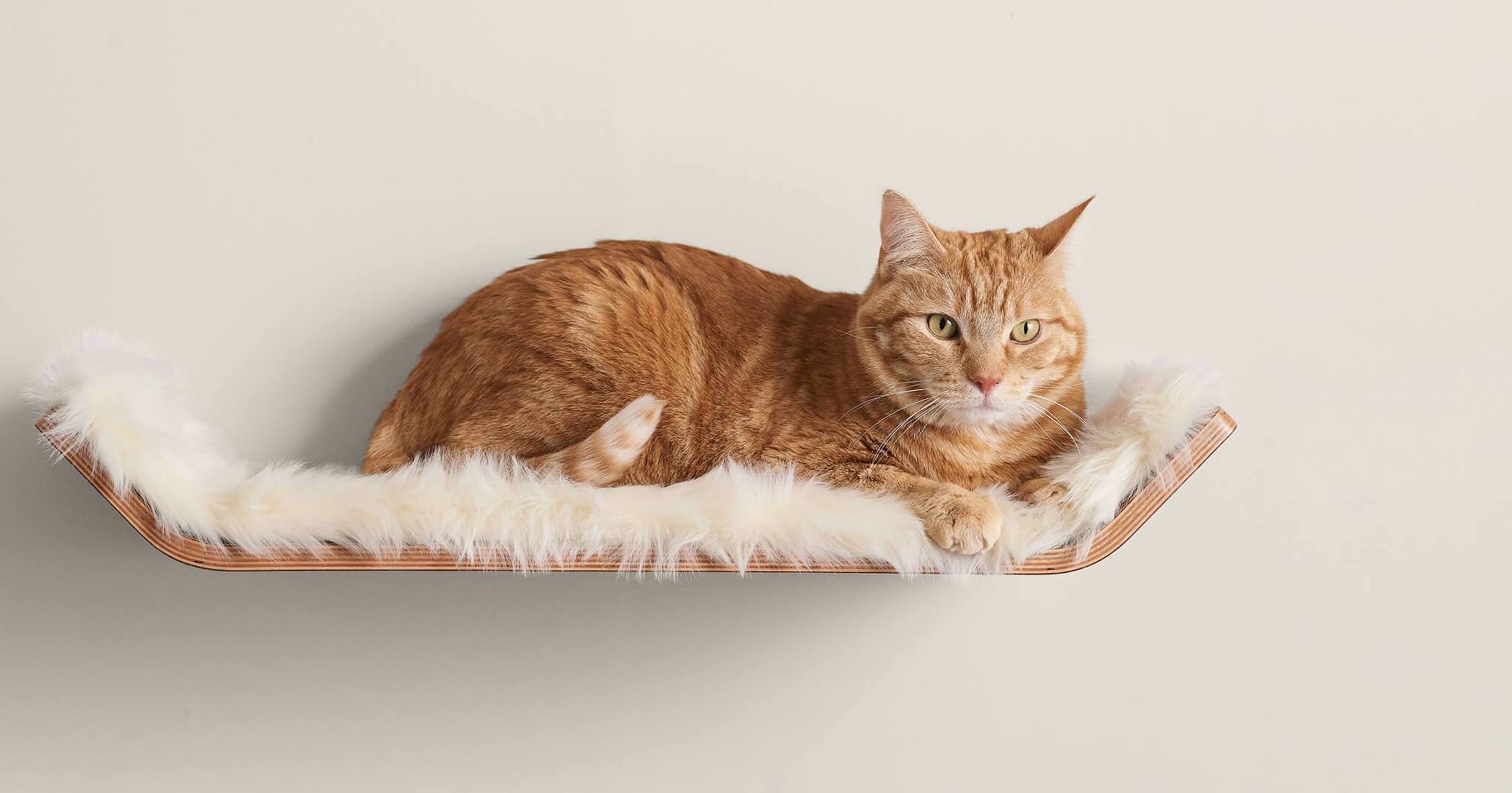 Stylish Cat Bed Shelf | Editor Review | POPSUGAR Pets