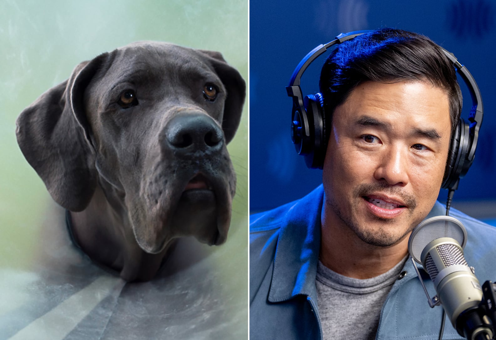 The Strays Human Cast Alongside Their Dog Counterparts | PS Entertainment