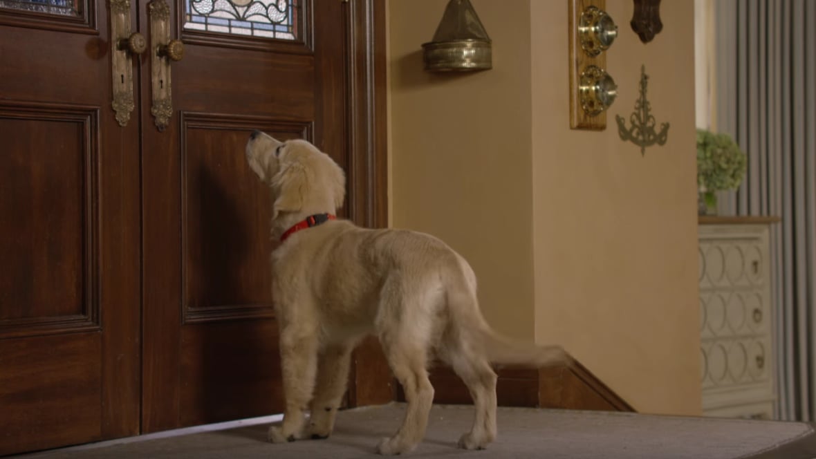 Comet the Dog in Fuller House | PS Pets