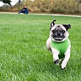 Cute Pictures of Pugs | POPSUGAR Pets