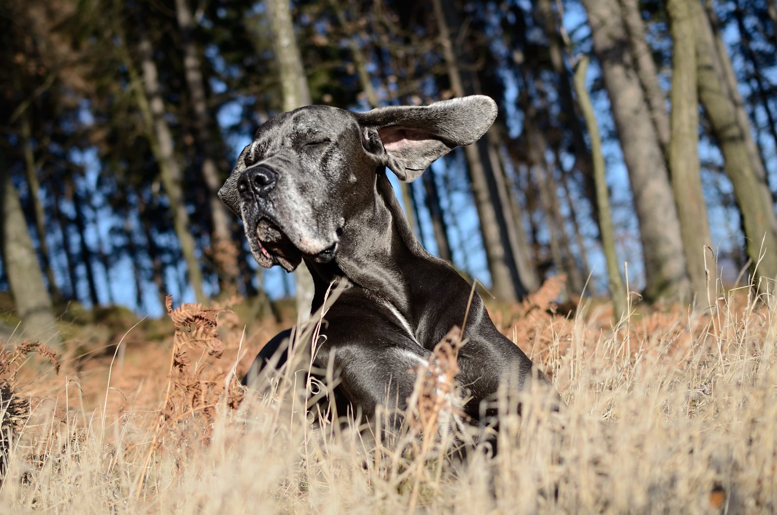 Cute Pictures of Great Danes | PS Pets