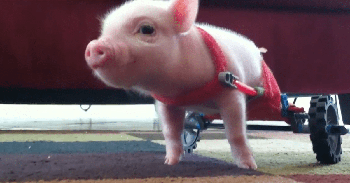 Baby Animals With Special Needs | Video | PS Pets