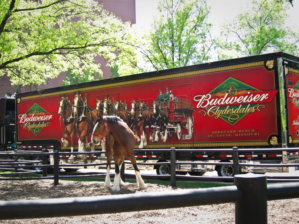 The Best Budweiser Clydesdale and Dog Commercials | POPSUGAR Food