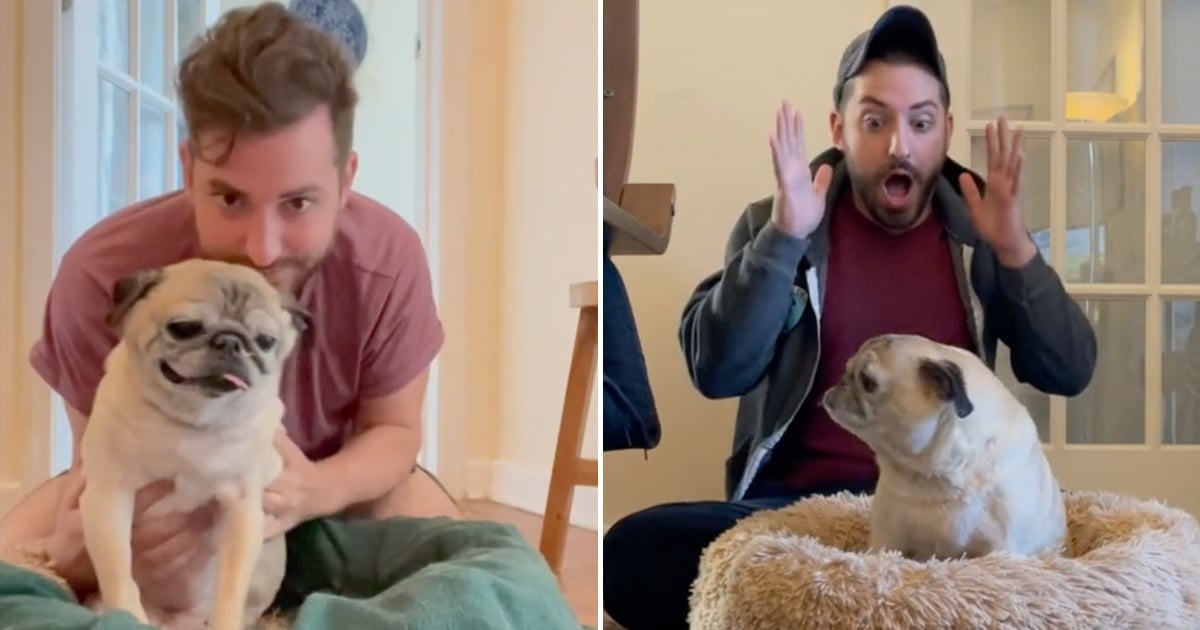 Who Is the No-Bones Day Pug Dog? | PS Smart Living