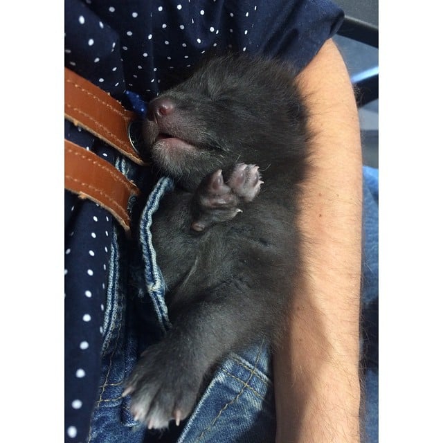 Rescued Baby Fox Pictures | POPSUGAR Pets