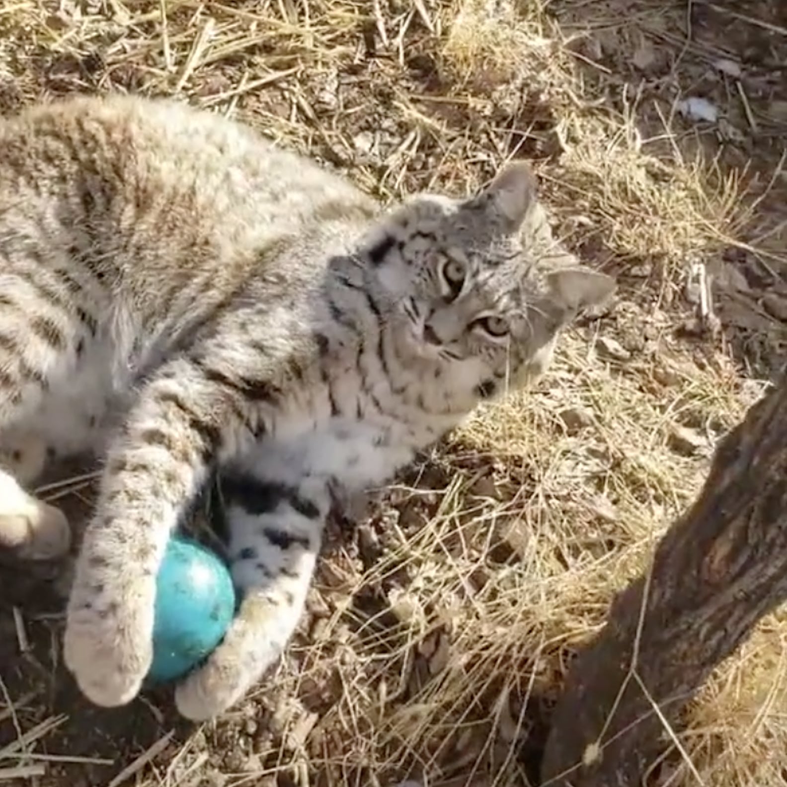 15 of the Best Zoos and Zookeepers to Follow on TikTok | PS Pets