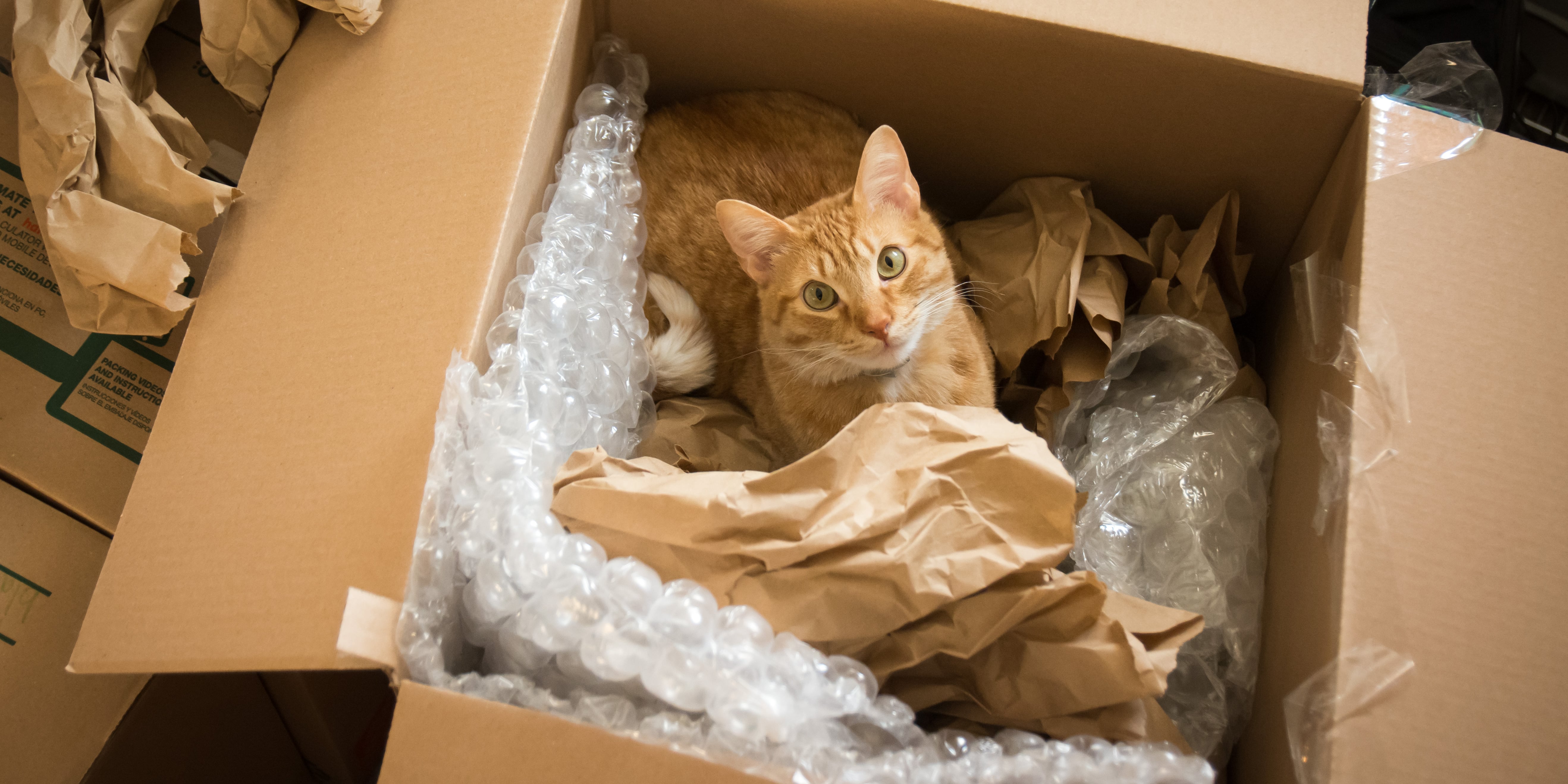 How Does Moving Affect My Cat? | POPSUGAR Pets