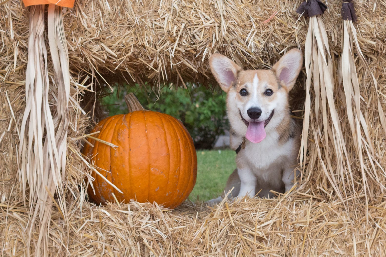 Cute Photos of Dogs in the Fall | POPSUGAR Pets