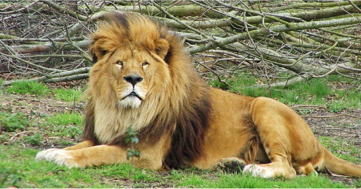 Circus Lion Touches Grass For the First Time | Video | POPSUGAR Pets